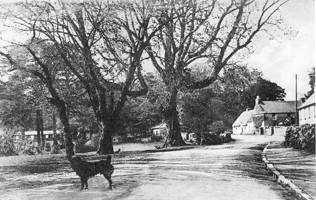 The Shrubbery | Places | Oughterard Heritage