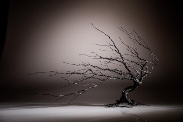 The Hawthorn - A Sacred Tree | Topics | Oughterard Heritage